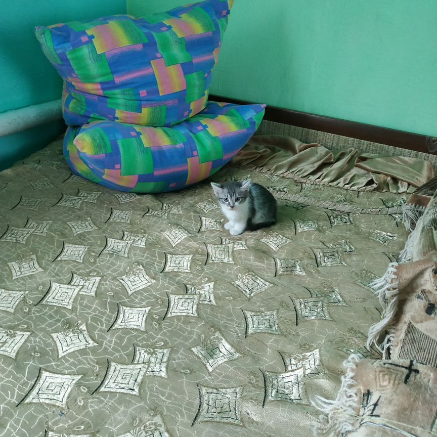 Кошечка и котик
