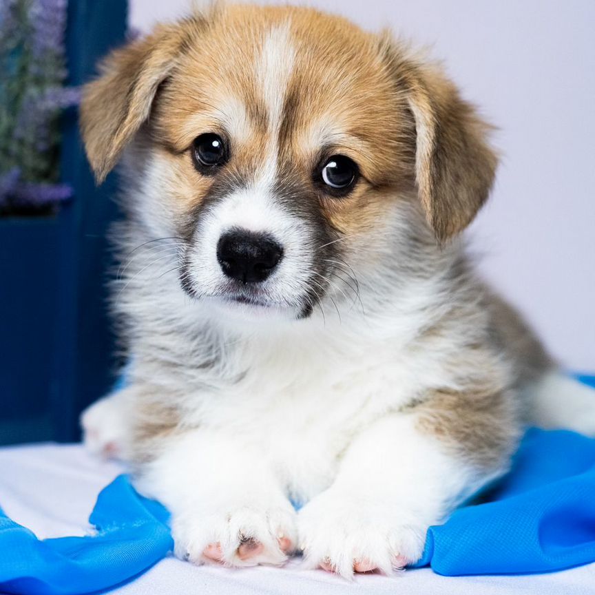 Вельш Корги Пемброк, щенок