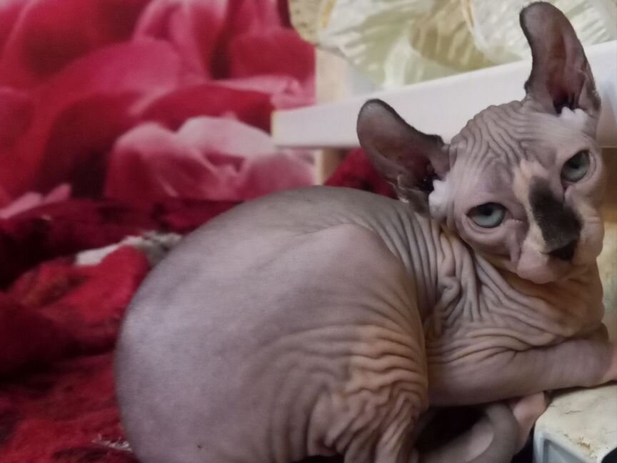 Котенок эльф