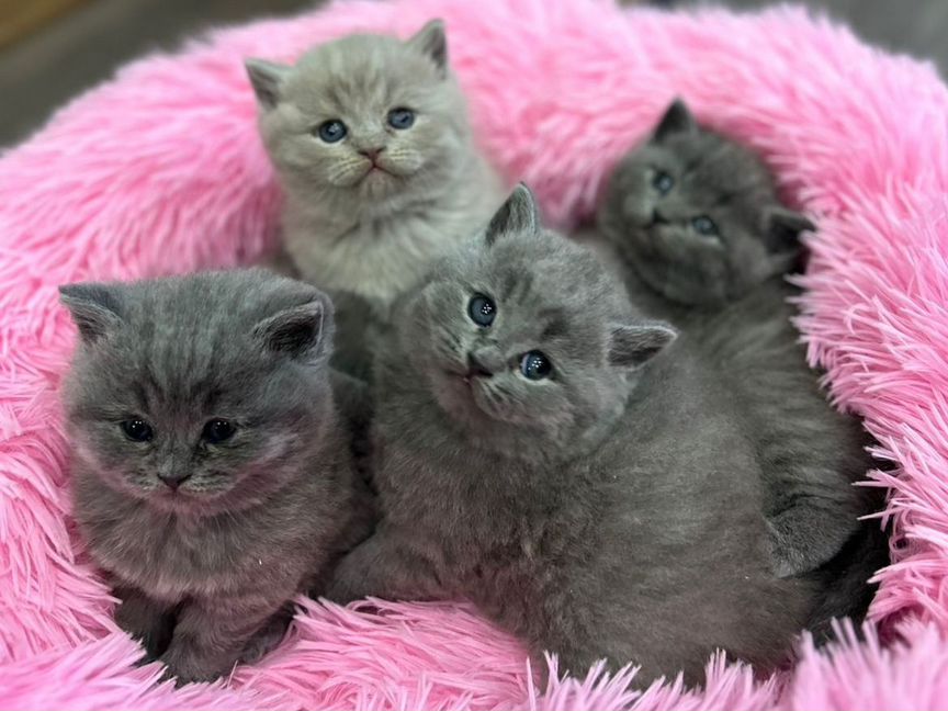 Шотландские плюшки