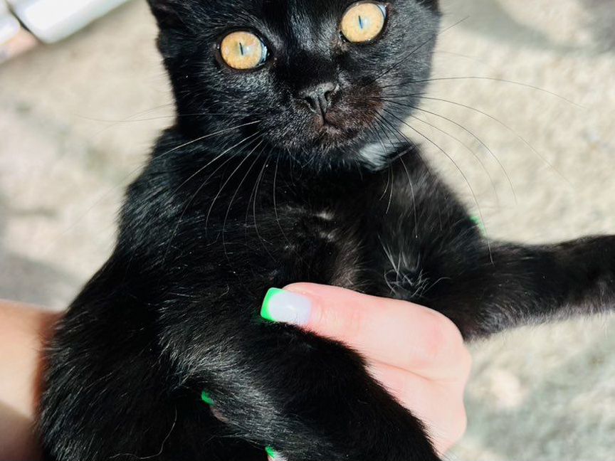 Котята бесплатно
