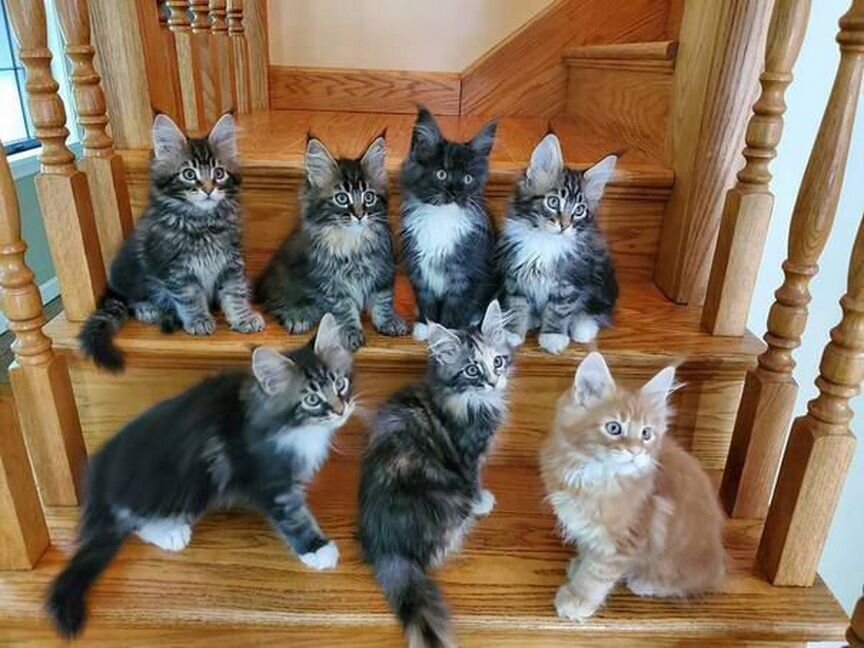 Сибирские котята