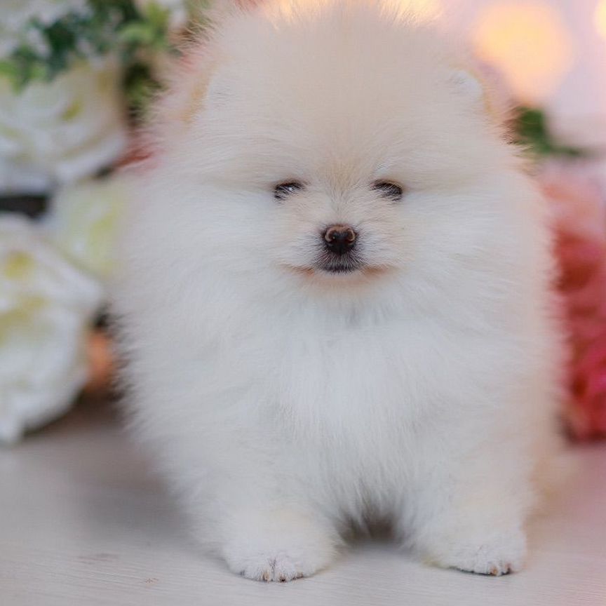 Померанский шпиц, щенок