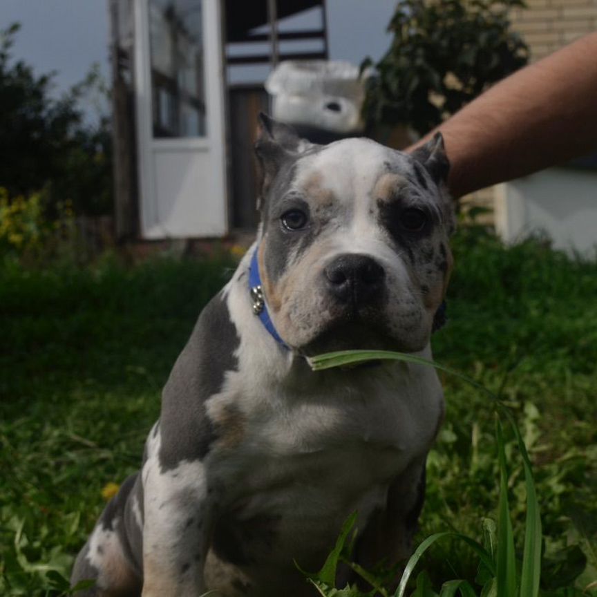 Американский булли