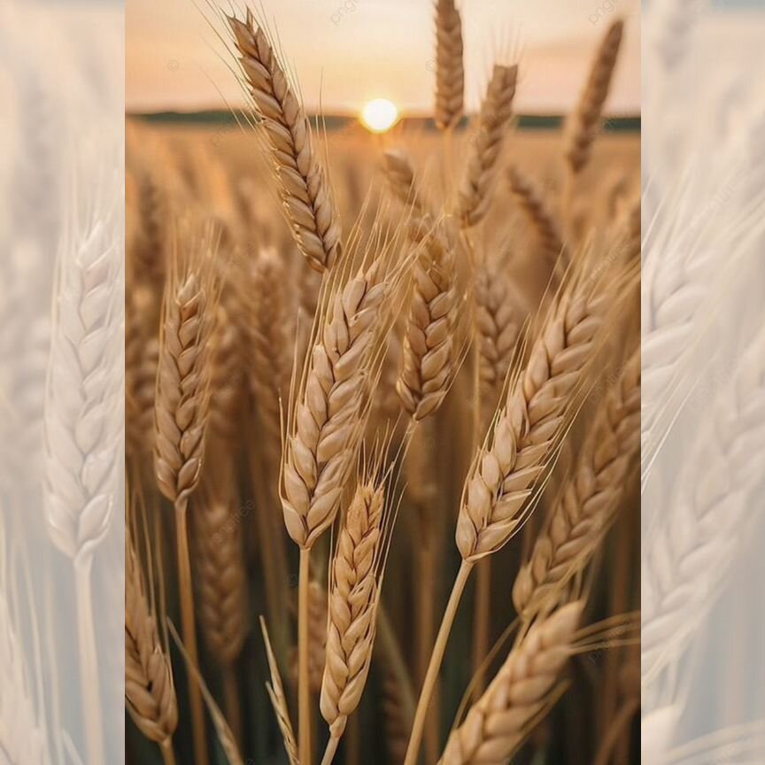 Ячмень, пшеница, овес