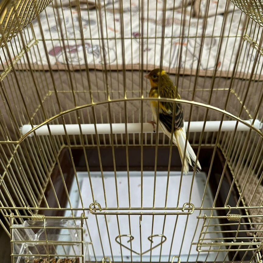 Кенара с клеткой