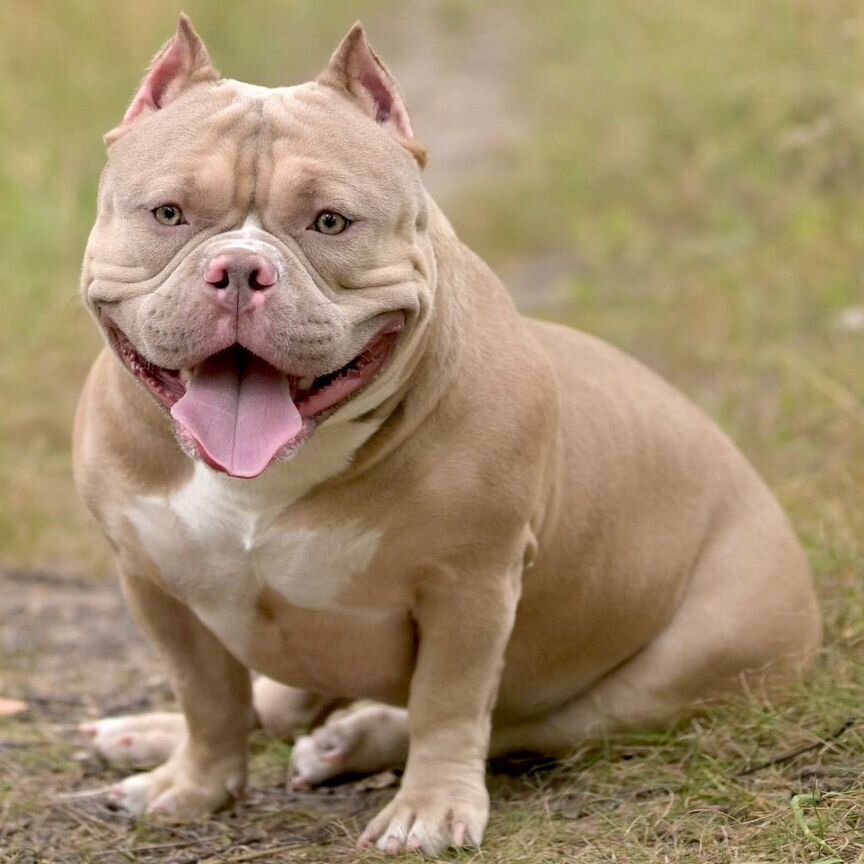 Американский булли, взрослая собака