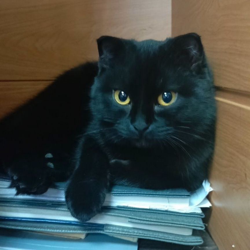 Кошечка