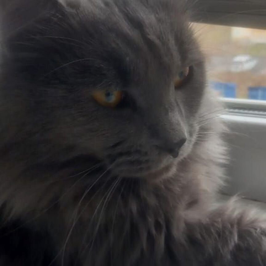 Кот в добрые руки