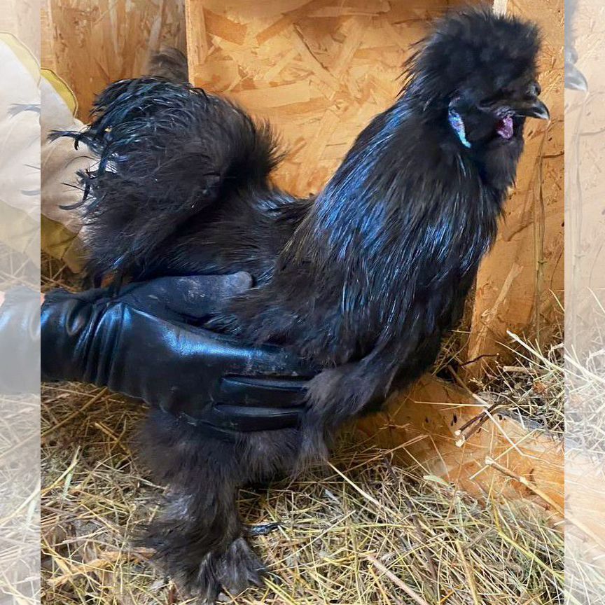 Петух китайский шелковый