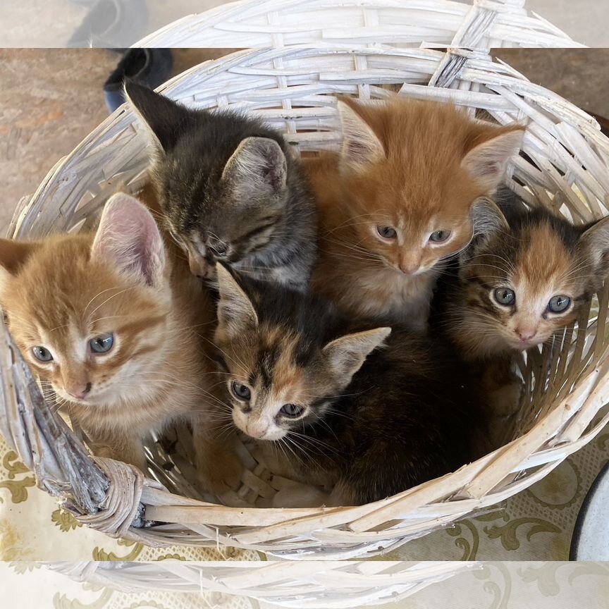 Котята в добрые руки безоплатно