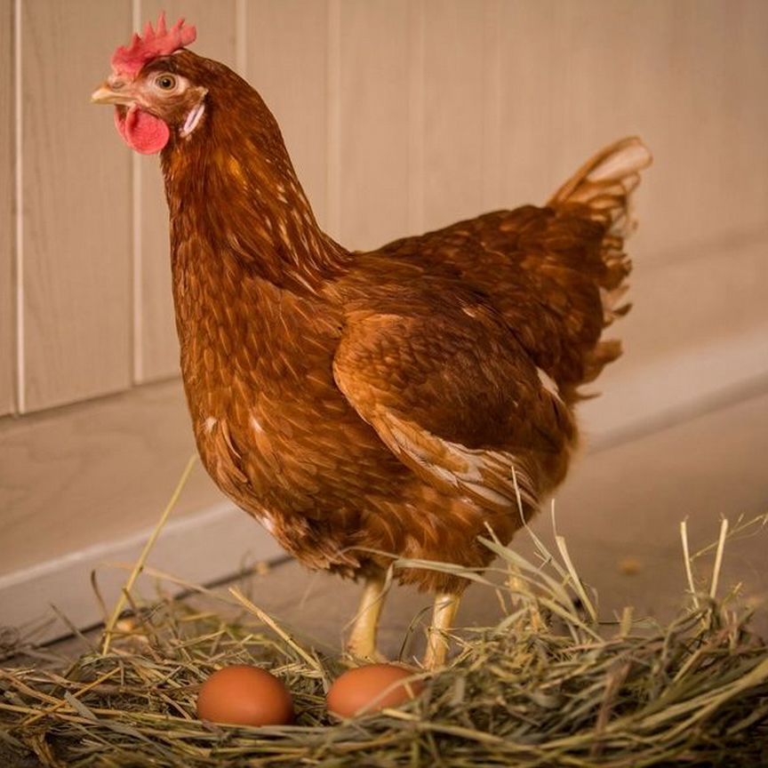 Куры несушки 8 мес