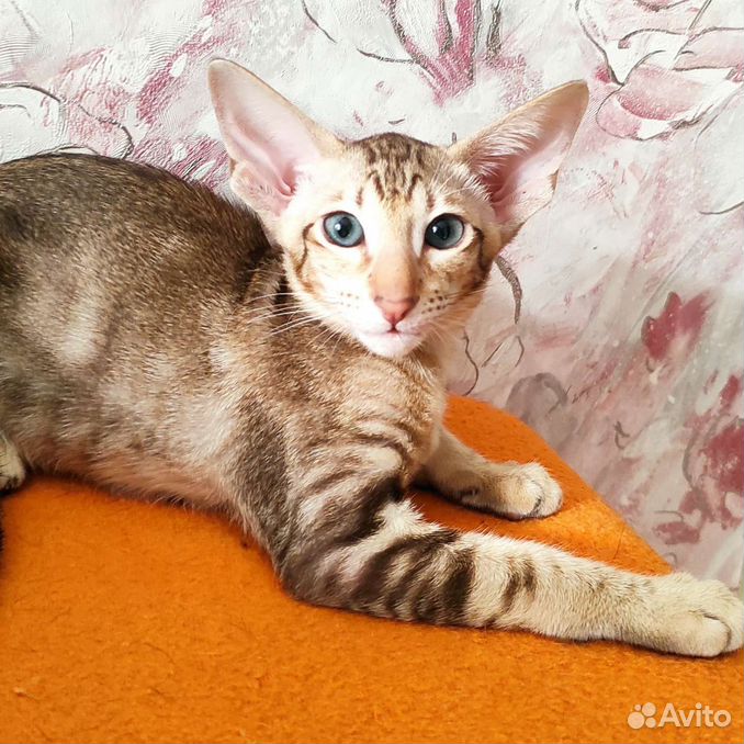 Ориентальные малышки