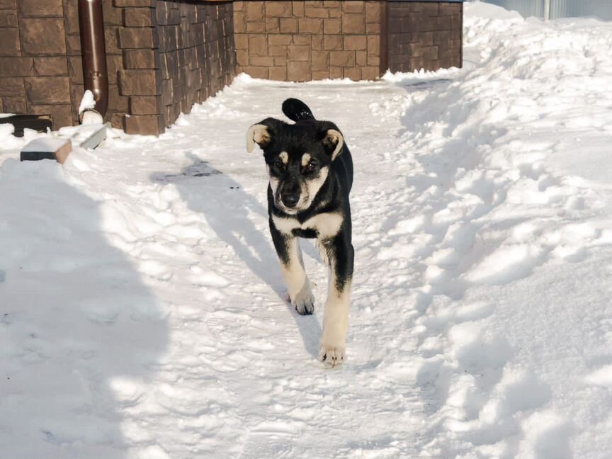 Восточноевропейская овчарка