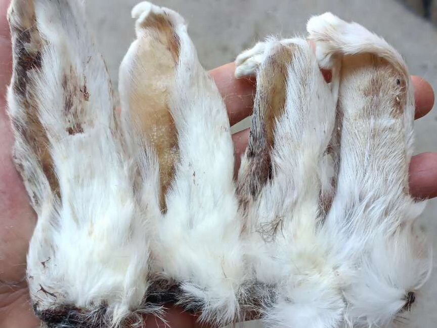 Уши кролика сушеные