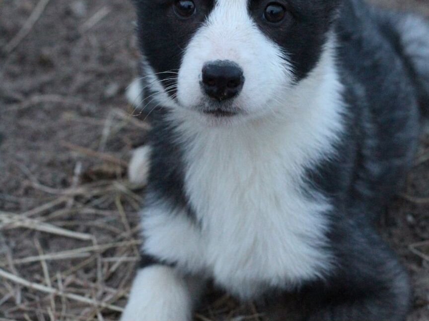 Щенки русско-европейской лайки
