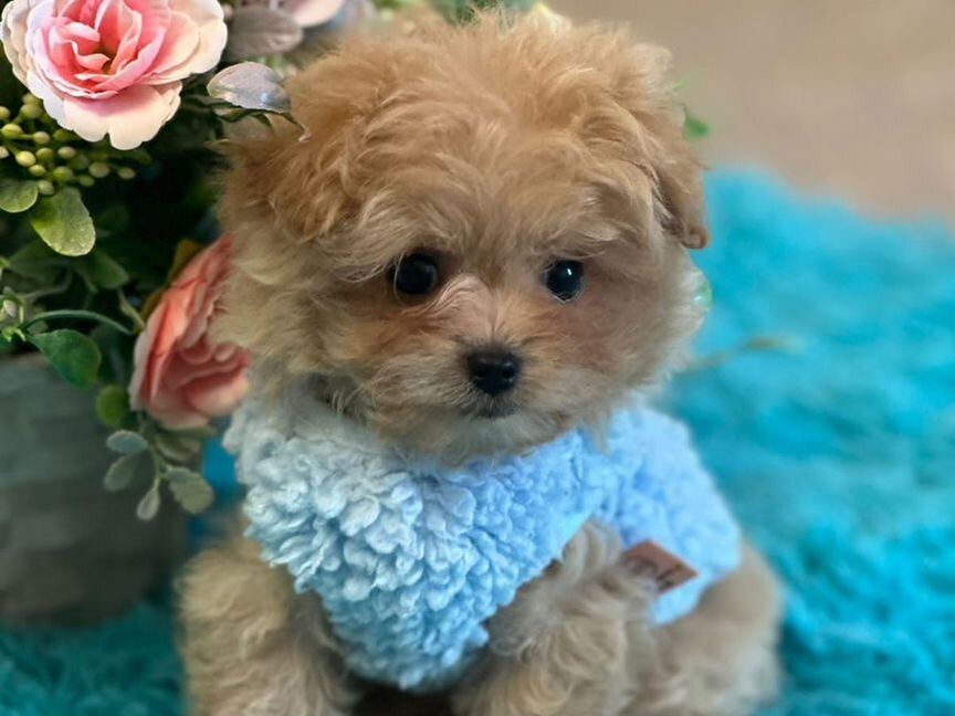 Кукольная мальтипу тикап f1