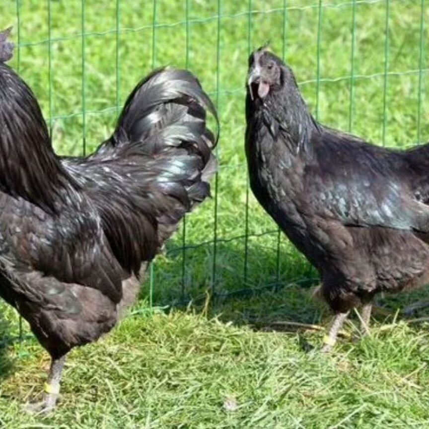 Семья ухейилюй