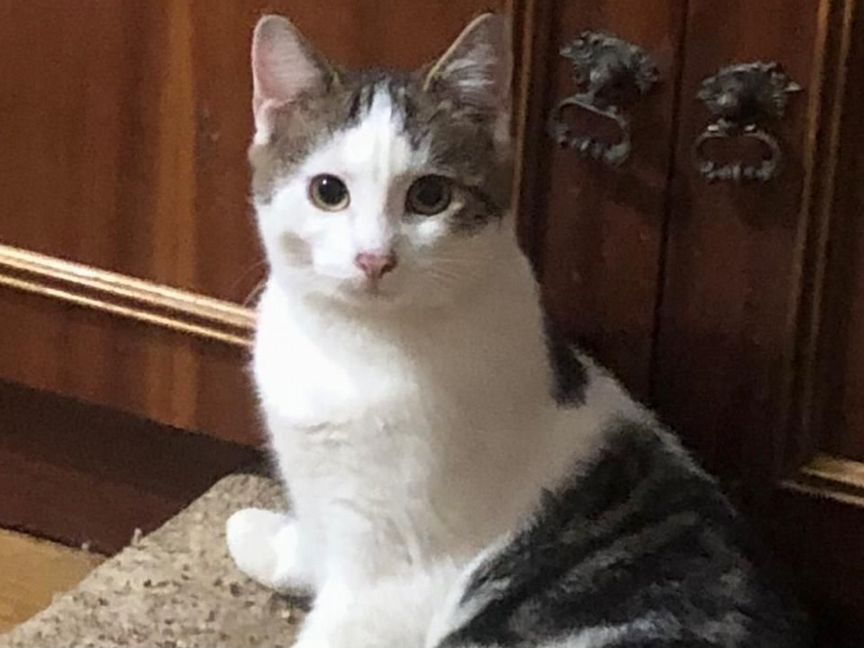 Классный молоденький котик подросток 9мес
