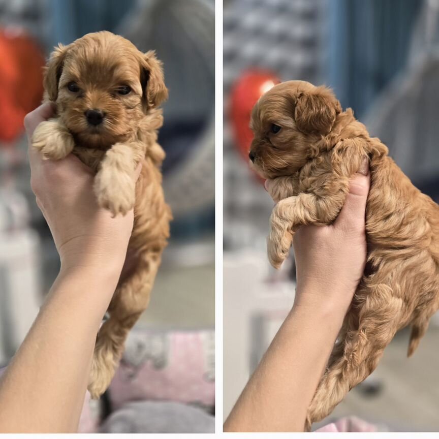 Мальтипу, щенок