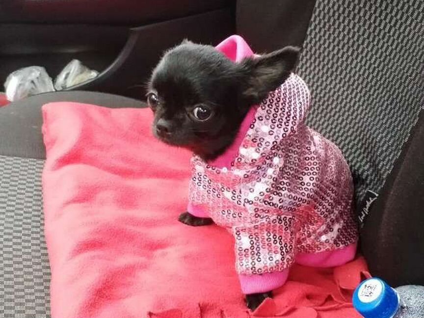 Вязка чихуахуа девочка