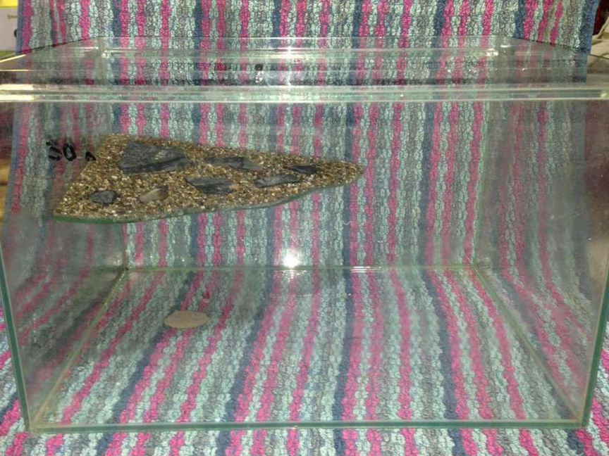 Черепашатник