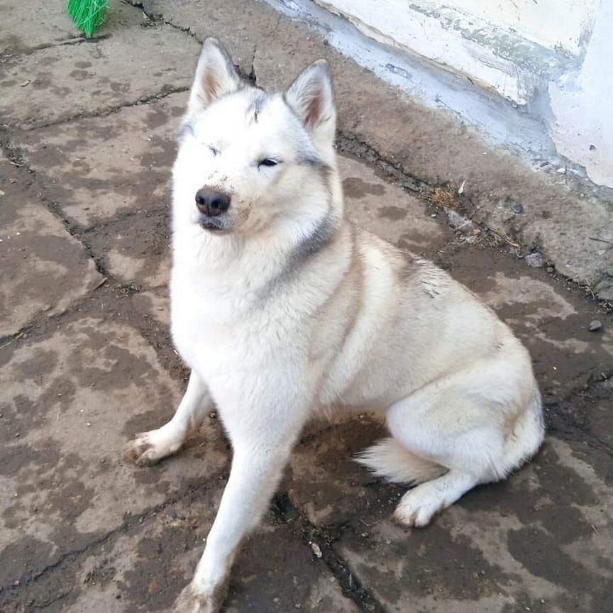 Добрая собачка хаски ищет дом