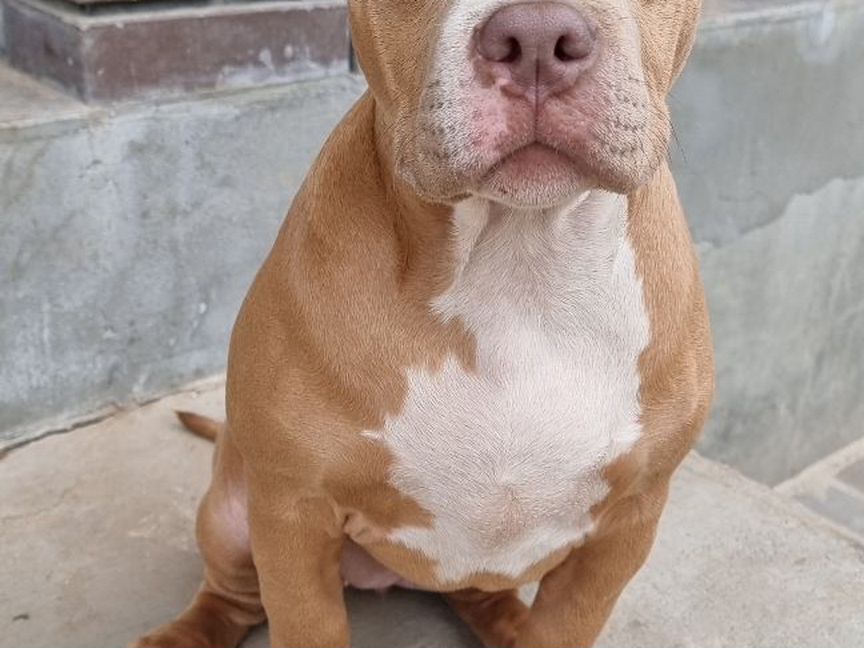 Американский булли от Чемпиона