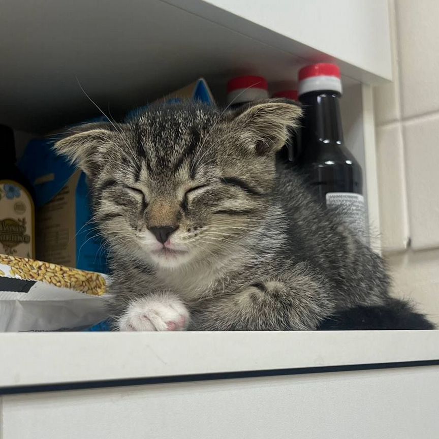 Котёнок в добрые руки