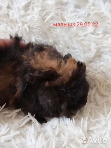Морские свинки