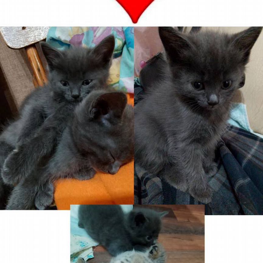 Котята в добрые руки бесплатно