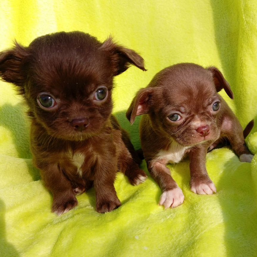 Чихуахуа мини шоколадки