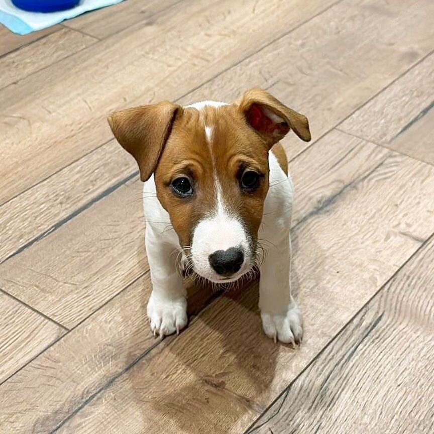 Джек рассел терьер