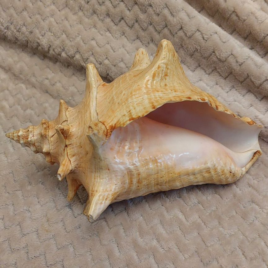 Ракушка морская большая