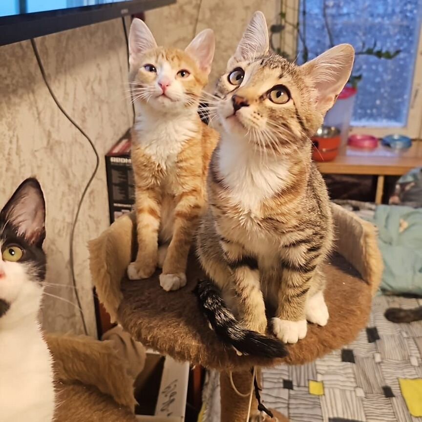Котята мальчики отдам в ответственные руки