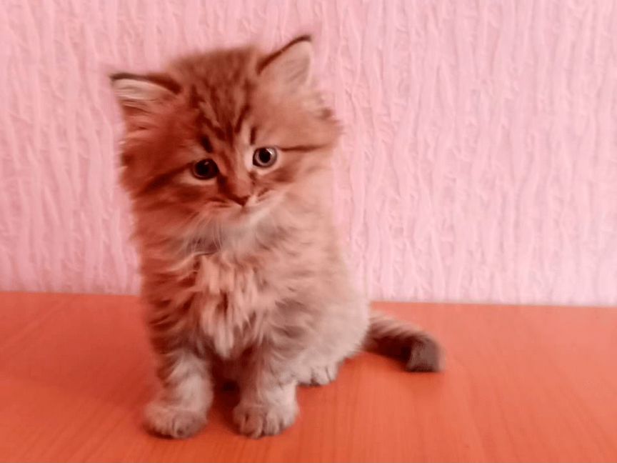 Шотландский котёнок