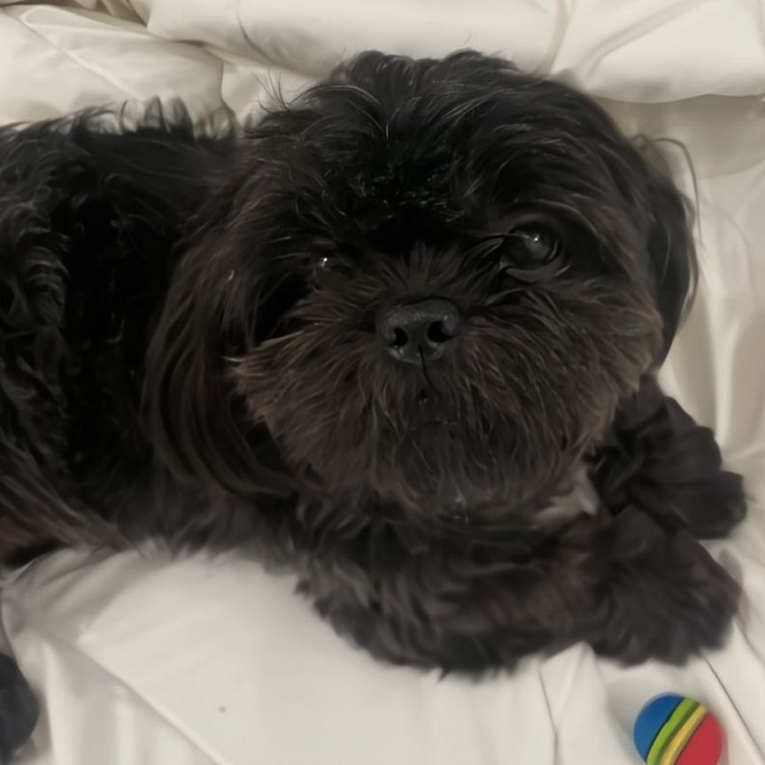 Ши-тцу, взрослый пёс