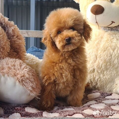 Девочка очень маленькая