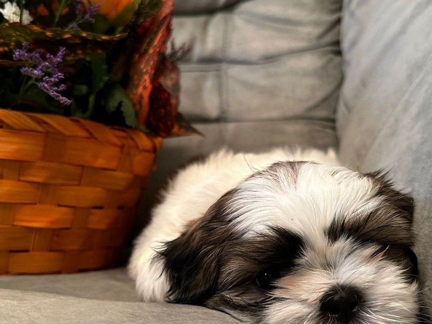 Чудесные шит цу