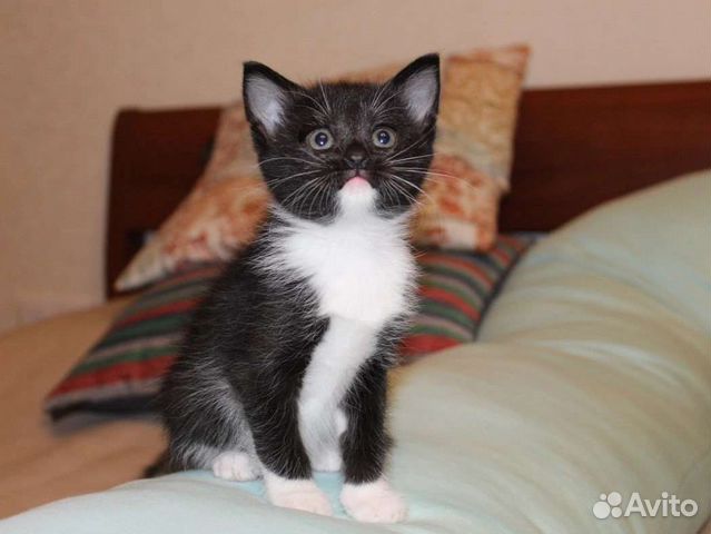 Кошка и котята в дар