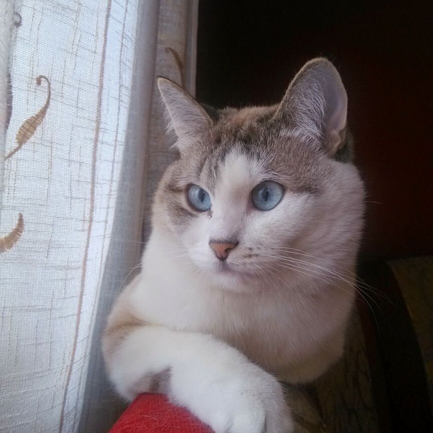 Кошки в добрые руки