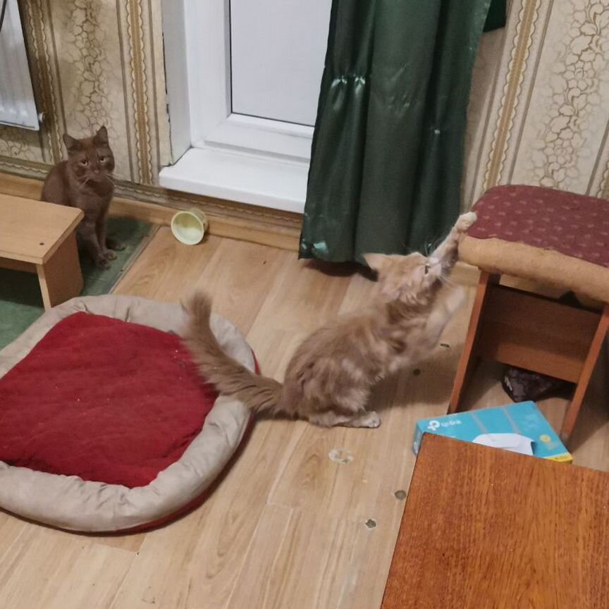 Отдам в добрые руки котейку