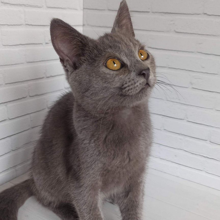 Котенок, мальчик 4.5 мес