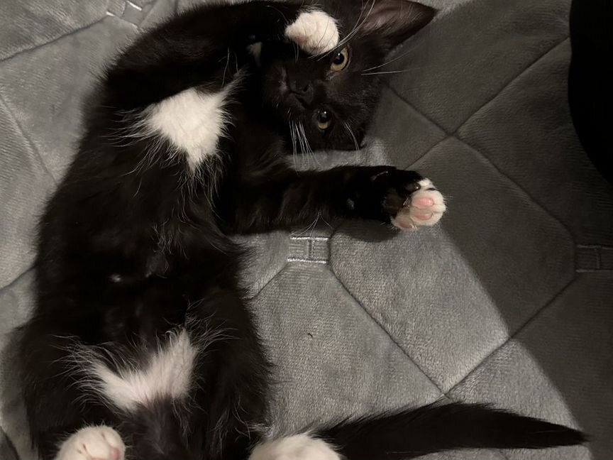 Маленькая кошка