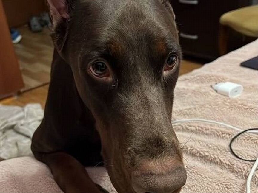 Отдам добермана в добрые руки