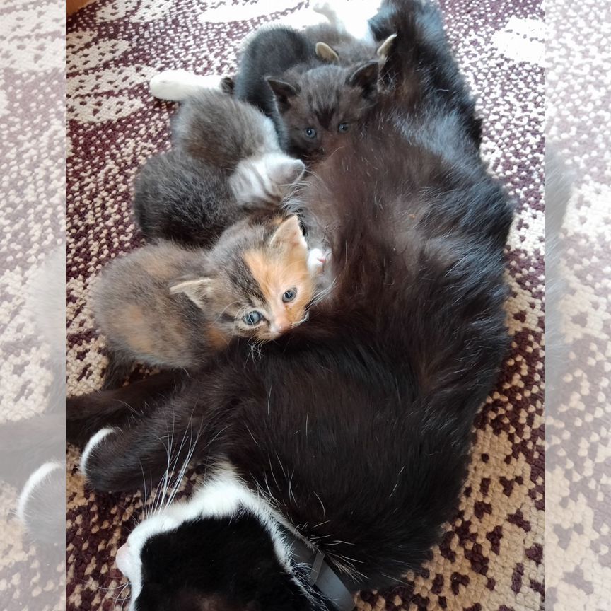 Котята в добрые руки бесплатно девочки