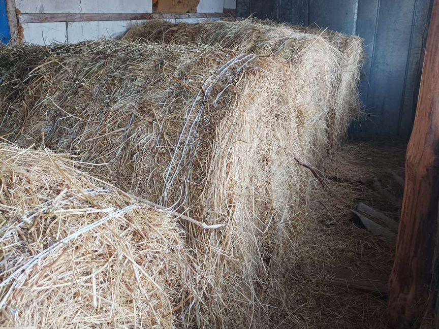 Сено люцерны в рулонах