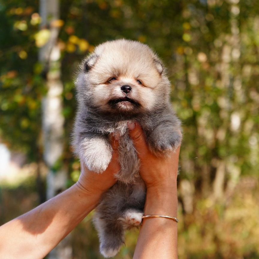 Плюшевое счастье