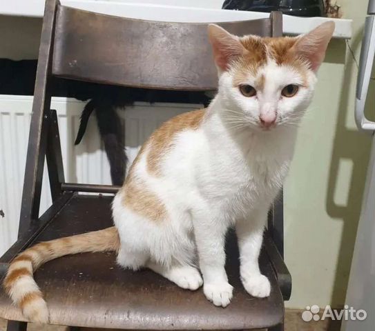 Наглая рыжая морда Ной