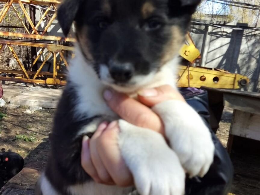 Отдам щенка в хорошие руки